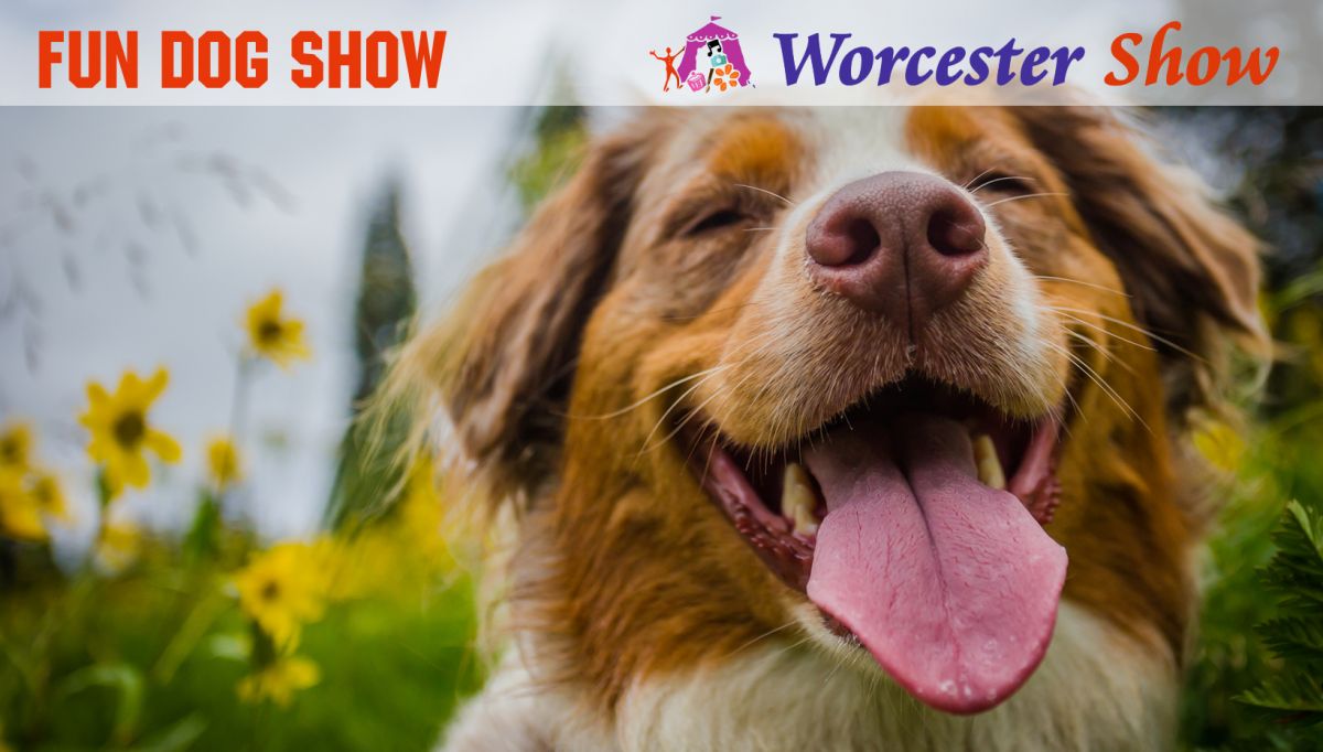 Fun Dog Show - Worcester Show